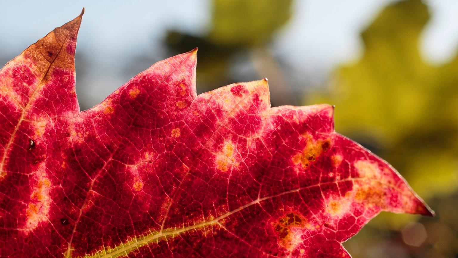 Red Blotch Virus is Spreading Across America’s Vineyards | SevenFifty Daily