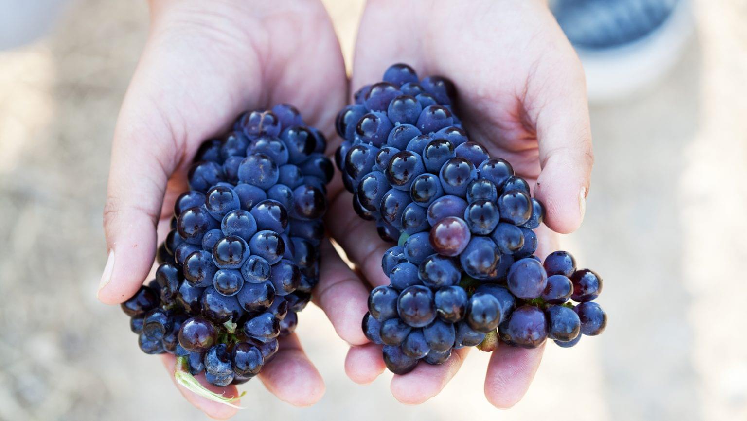 Exploring Rosé Winemaking Techniques from Provence to Chile ...