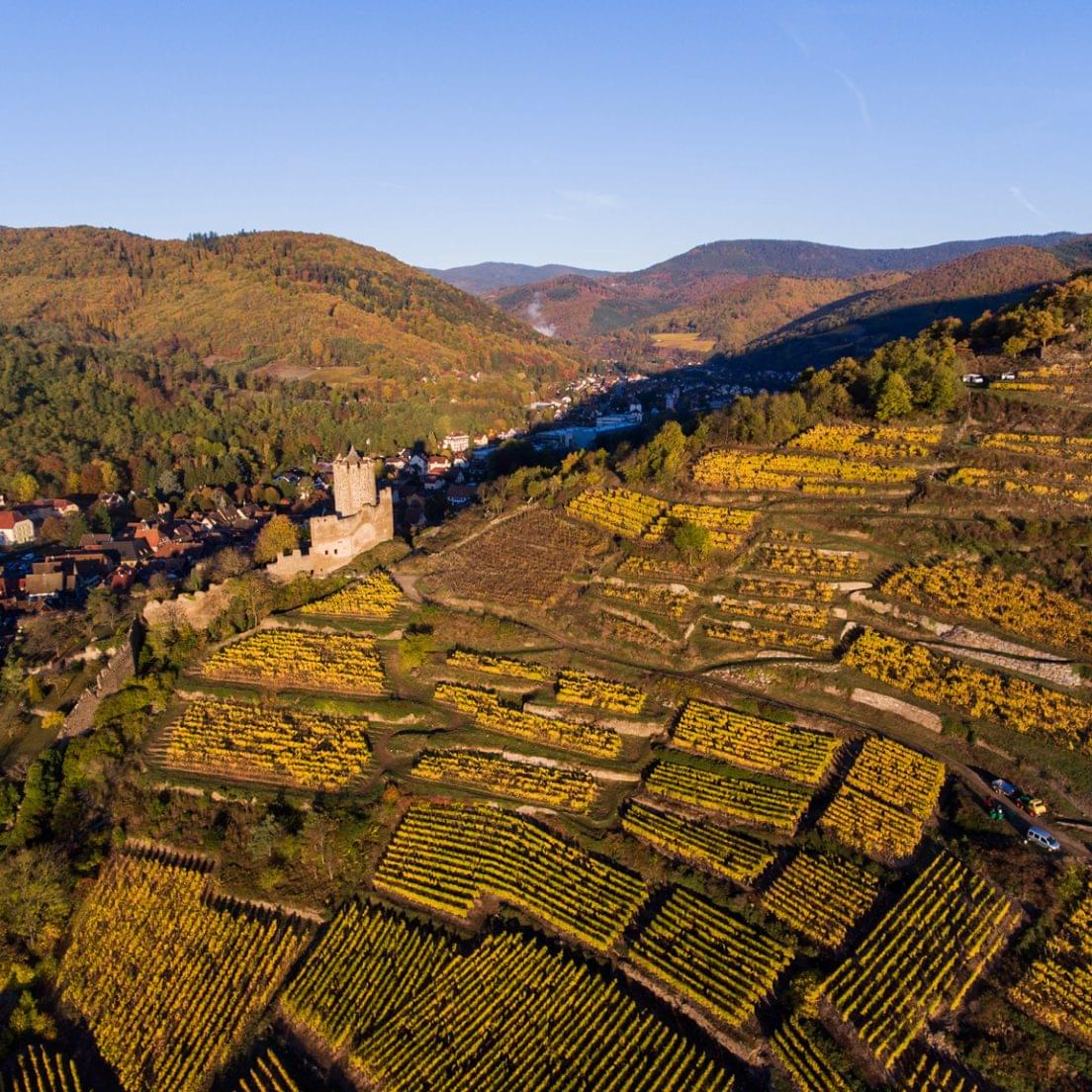 Alsace | SevenFifty Daily