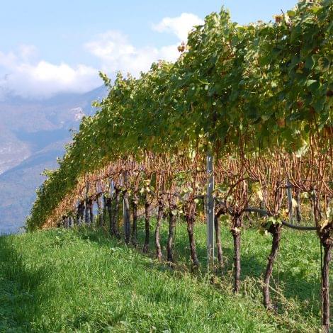 Bollini | SevenFifty Daily