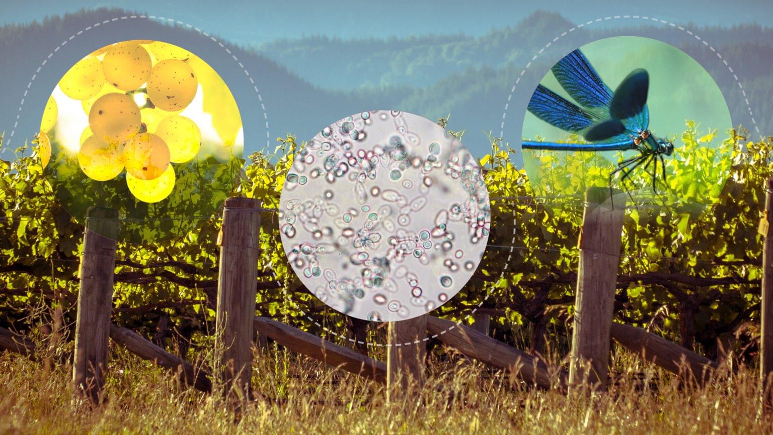 Winemaking Yeasts Play a Crucial Role in Your Wine’s Flavor ...