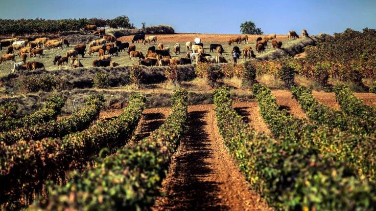 Rioja | SevenFifty Daily