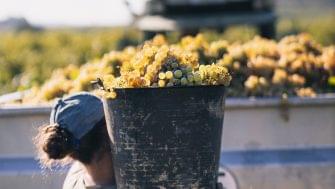 Inside Cava’s Quest to Upgrade its Reputation | SevenFifty Daily