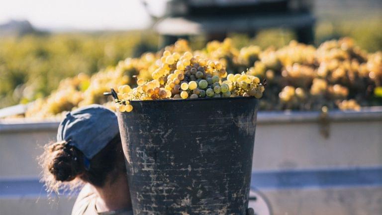 Inside Cava’s Quest to Upgrade its Reputation | SevenFifty Daily