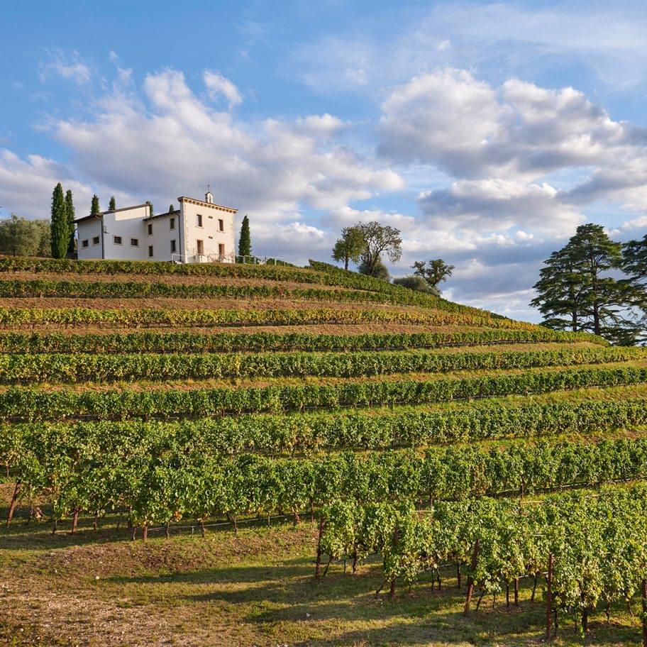 Bertani | SevenFifty Daily