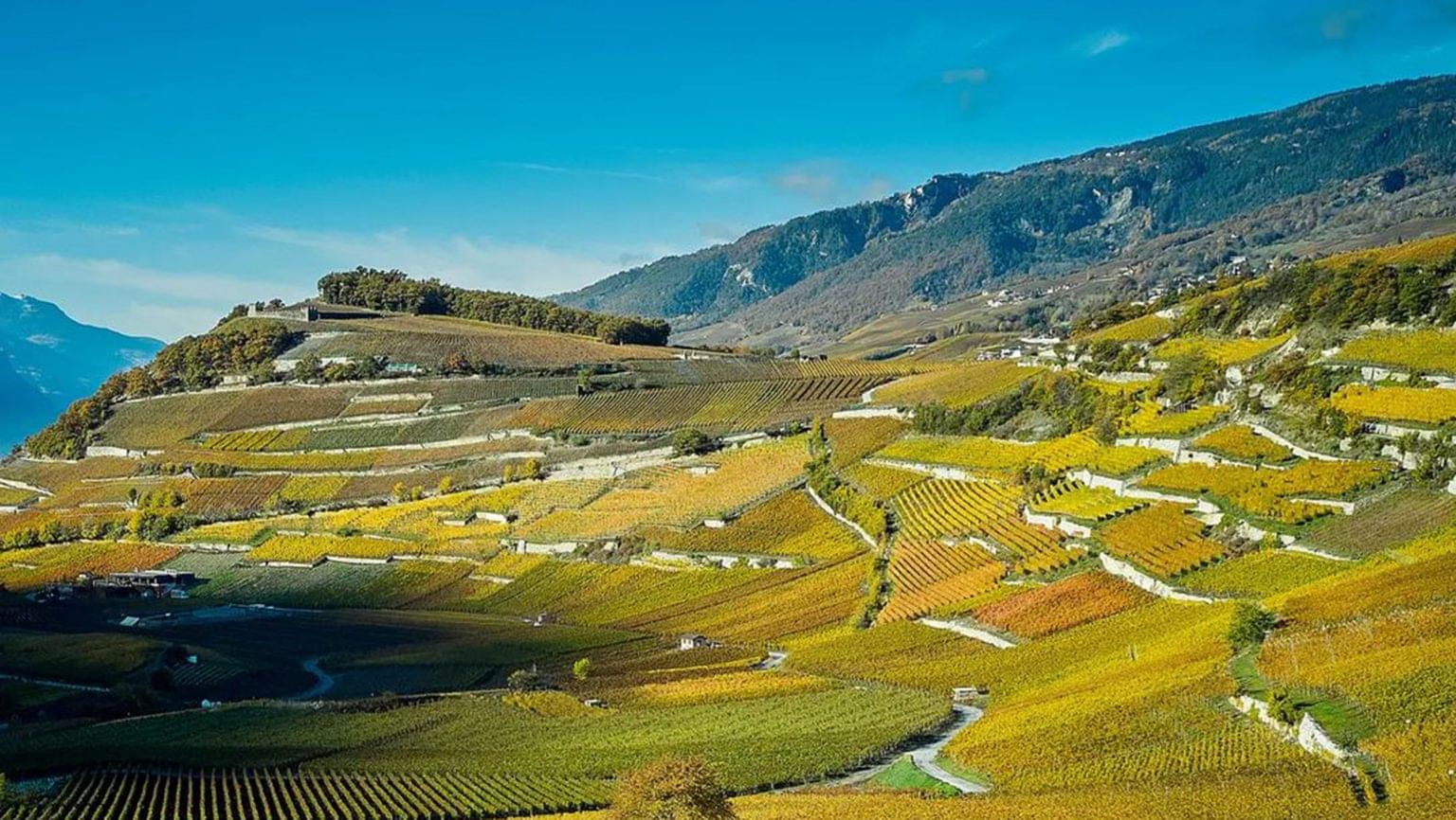 Switzerland’s Most Exciting Wines Are Finally Coming to the U.S ...