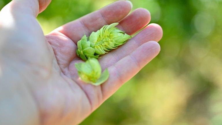 Hot New Hop Varieties of 2019 | SevenFifty Daily