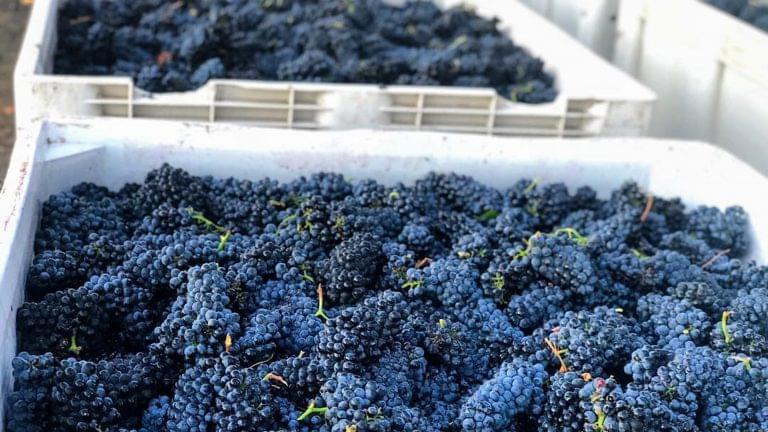 Grape Crush Reports Are Essential for U.S. Wine Industry Growth—Here’s ...
