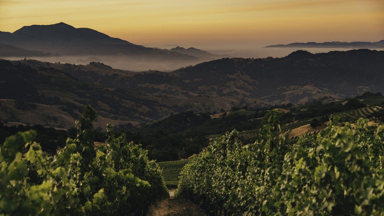 Understanding Perceived Minerality in Wine | SevenFifty Daily