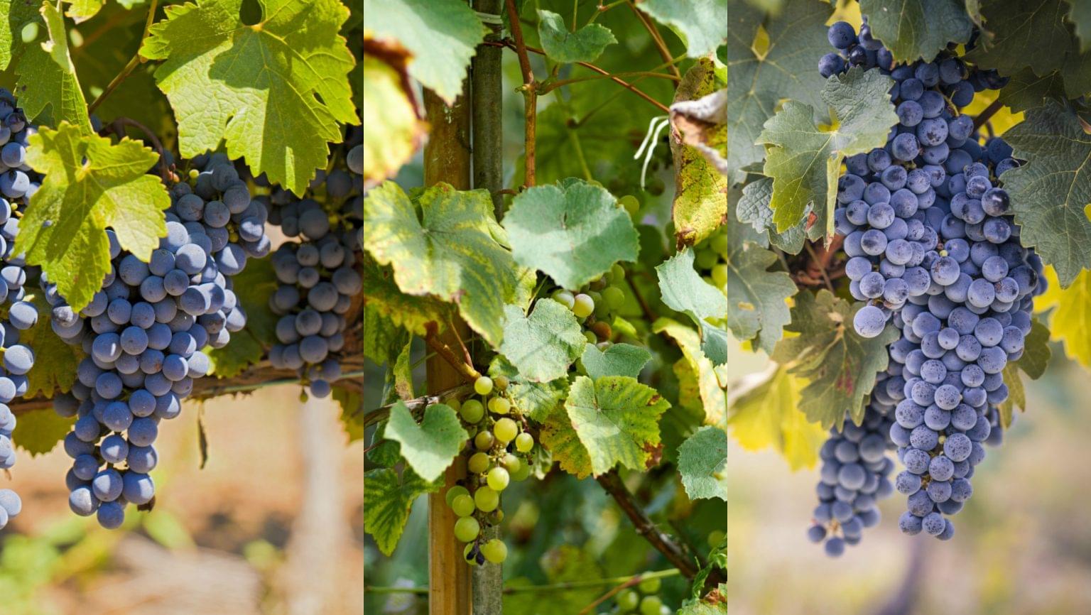 Ampelography: What You Need to Know | SevenFifty Daily