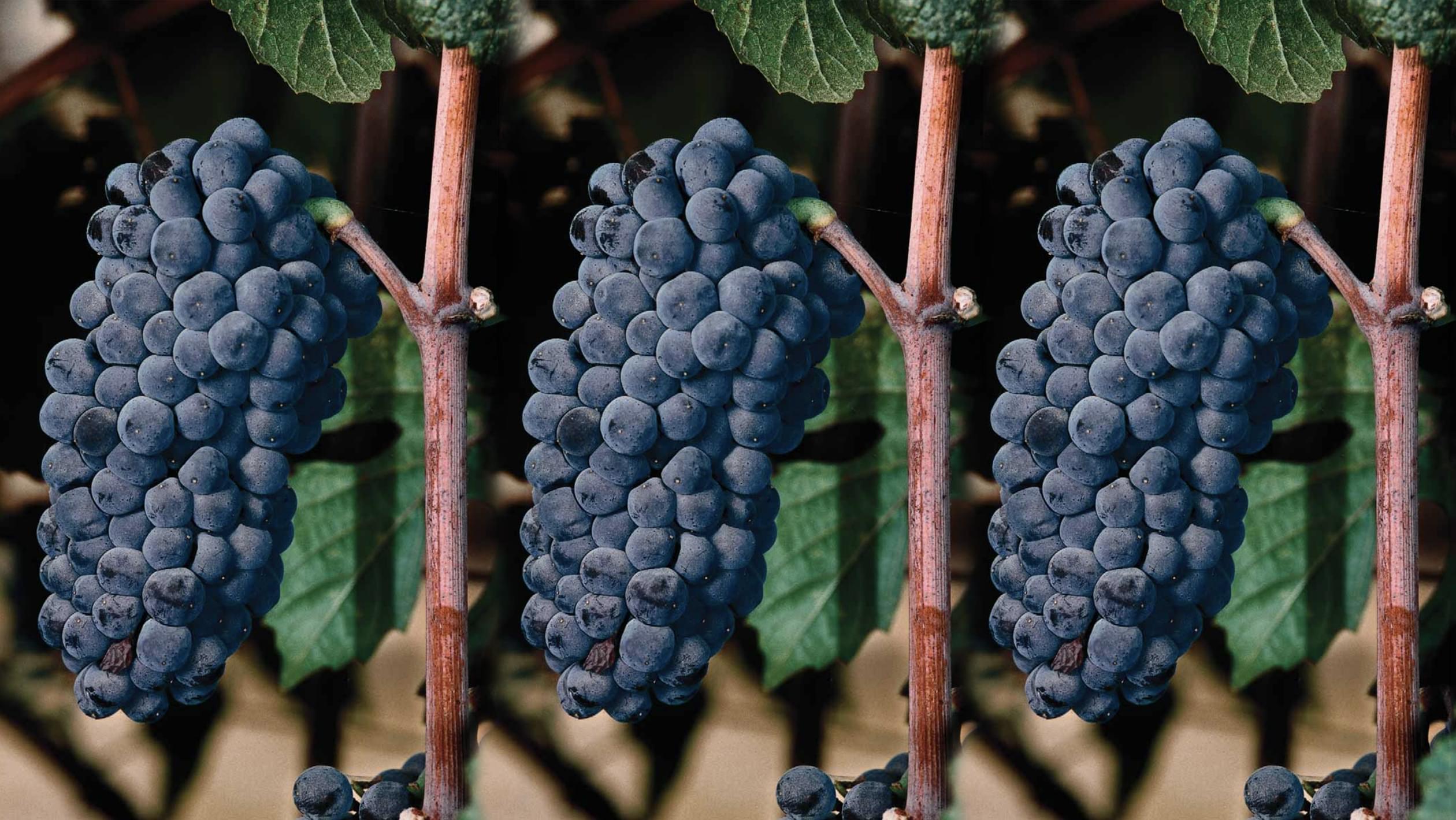 How Do Winemakers Select the Best Pinot Noir Clone? | SevenFifty Daily
