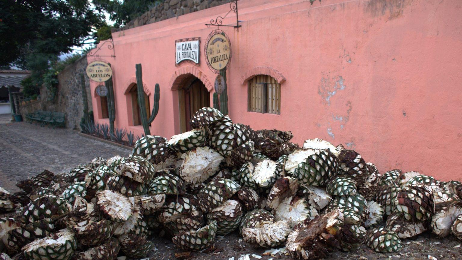 Tequila Matchmaker: A Digital Business Born from a Passion | SevenFifty ...