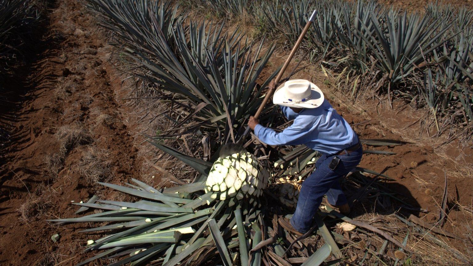 Tequila Matchmaker: A Digital Business Born from a Passion | SevenFifty ...