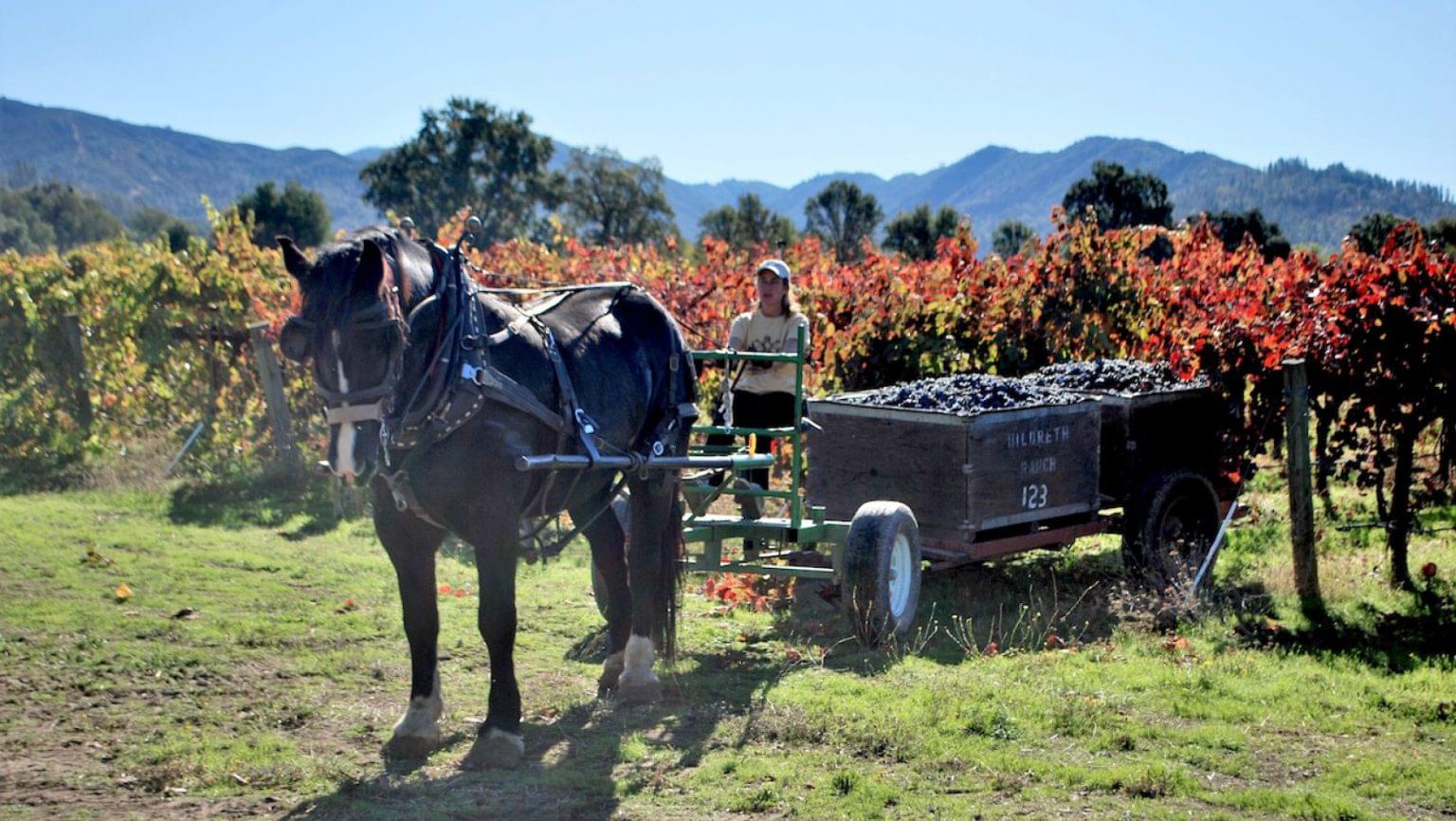 8 New American Viticultural Areas on the Horizon in California ...