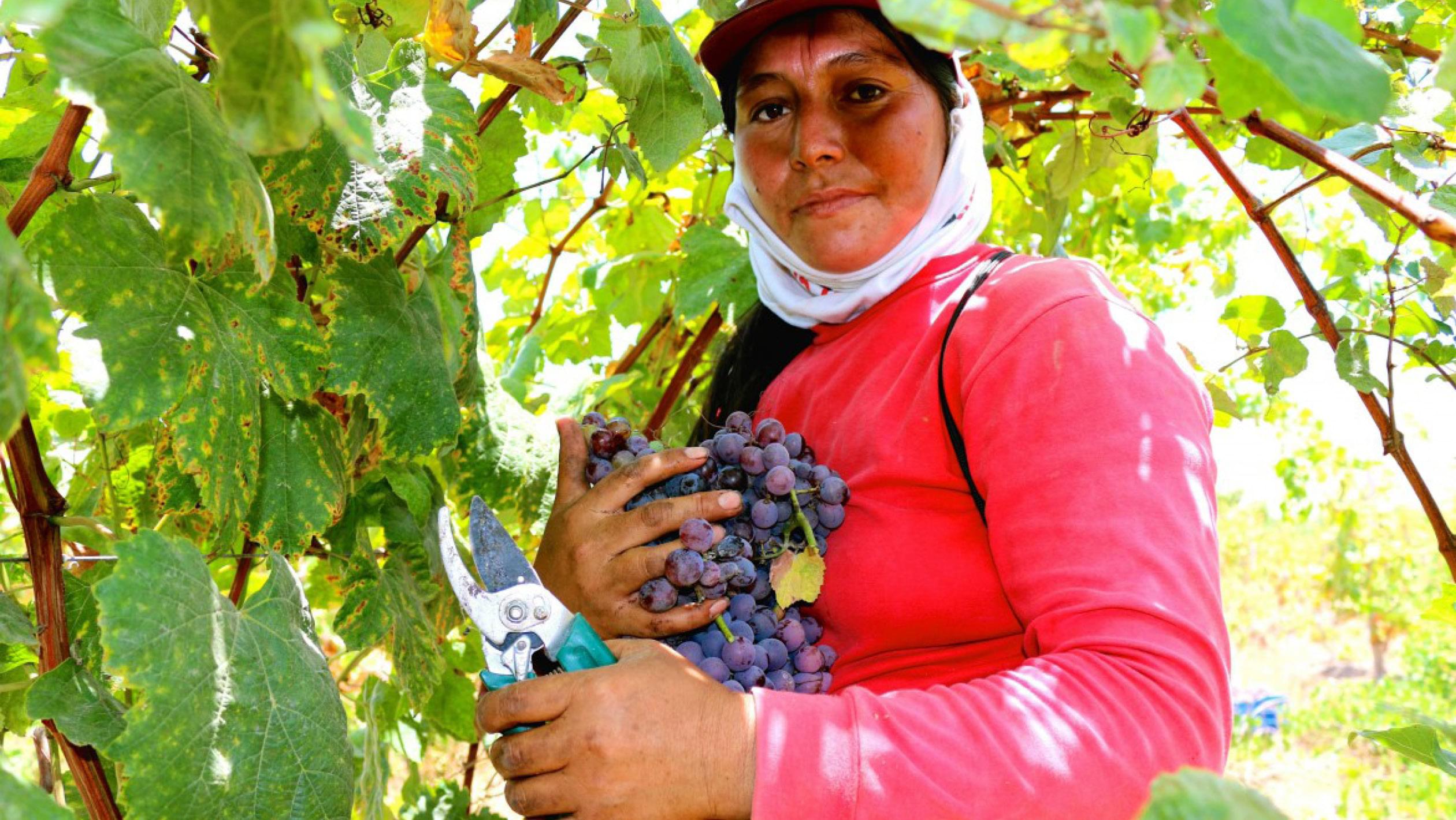 Five South American Grape Varieties on the Rise | SevenFifty Daily