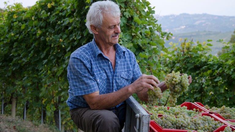 Little-Known Italian Grapes on the Rise | SevenFifty Daily