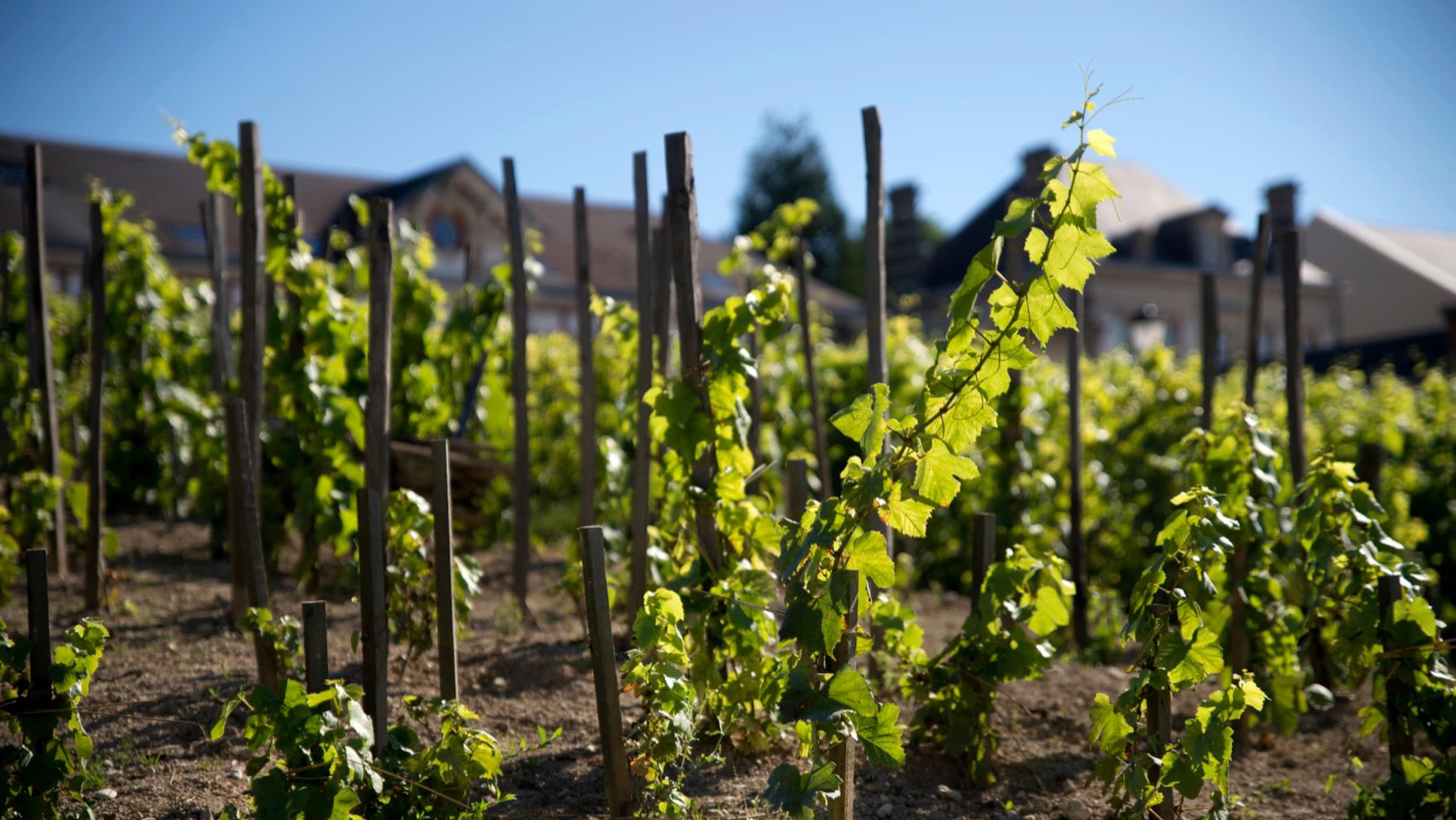 vineyard grape vines