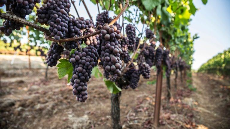 Tracing the Origin Story of Biodynamic Wine | SevenFifty Daily