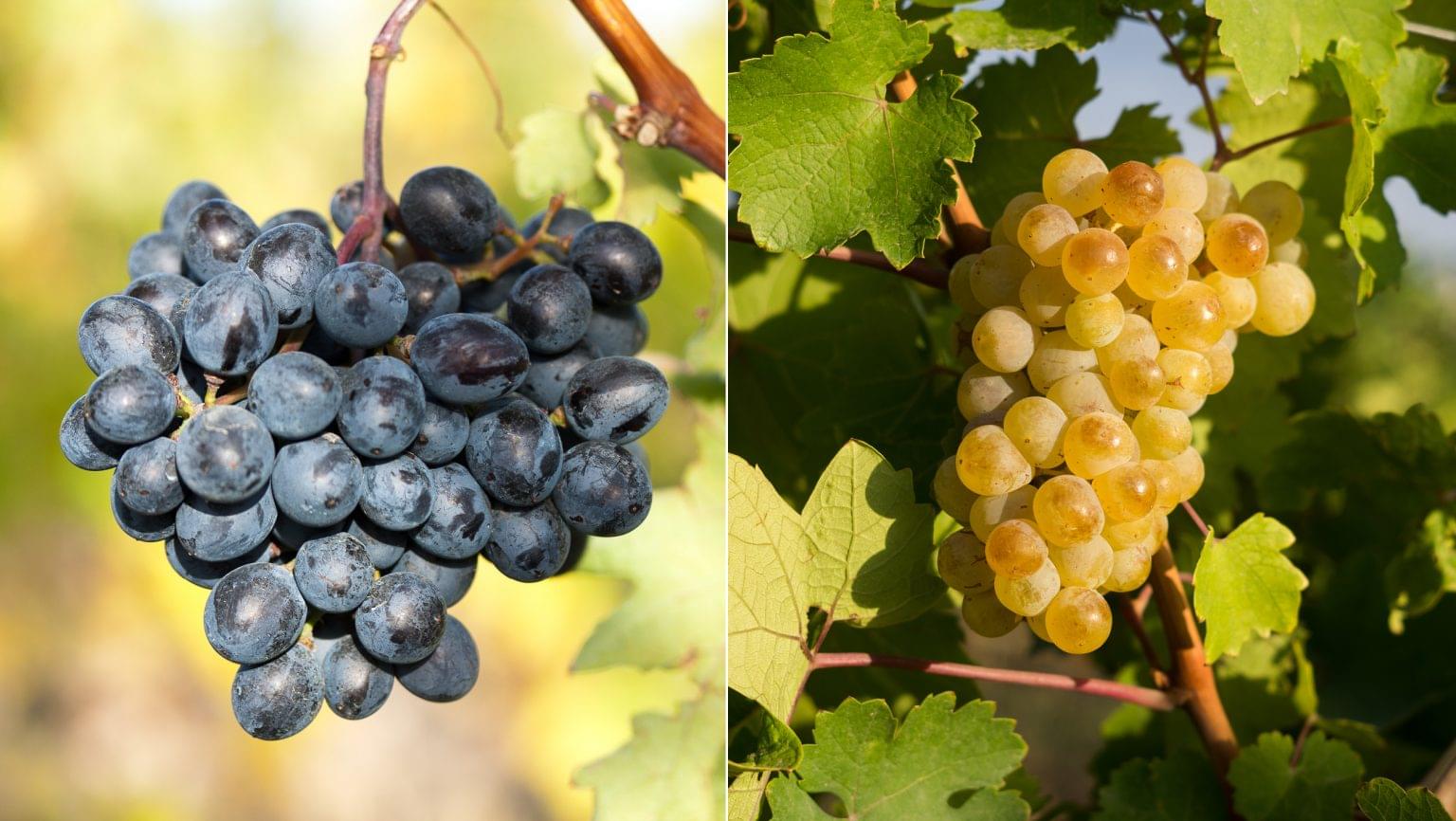 What You Need to Know About Armenian Wines | SevenFifty Daily
