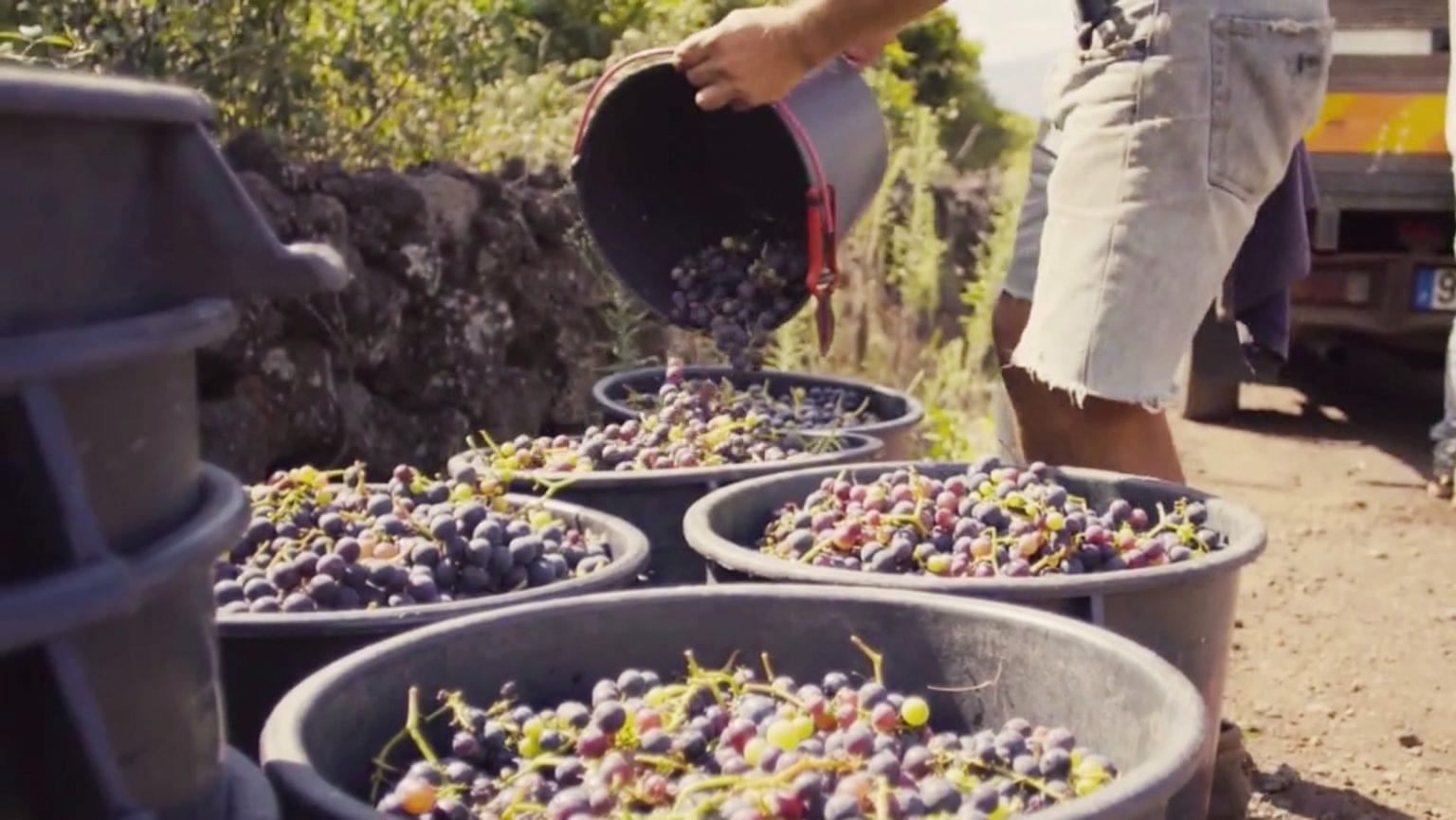 8 Up-and-Coming Varieties to Know from Portugal | SevenFifty Daily