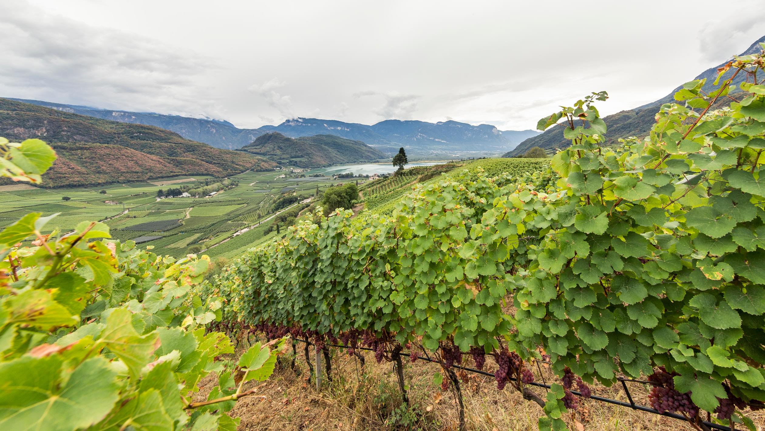 Discovering the Alpine Wines of Alto Adige | SevenFifty Daily