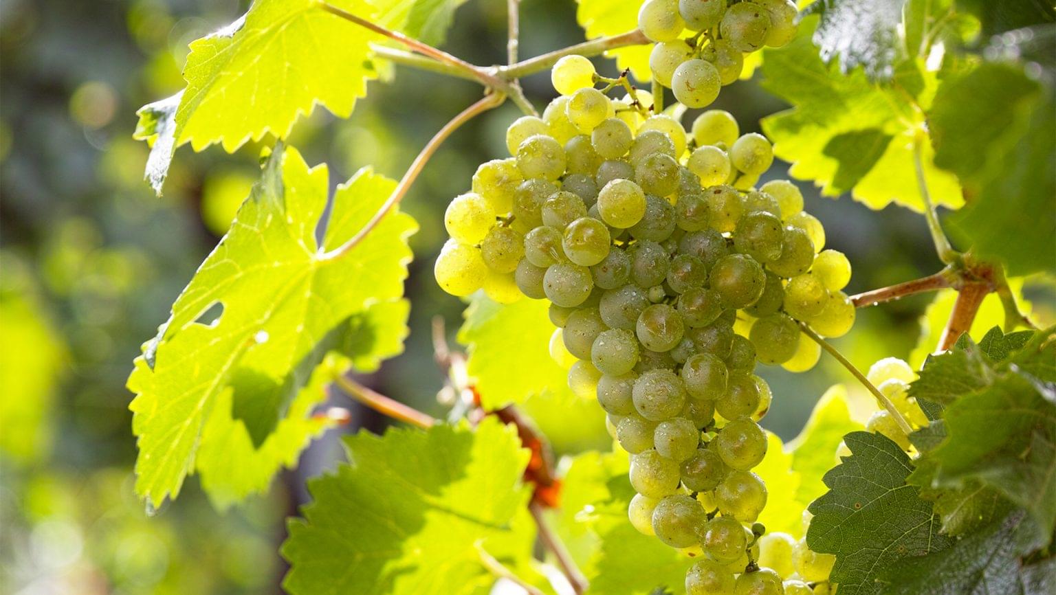 Prosecco | SevenFifty Daily