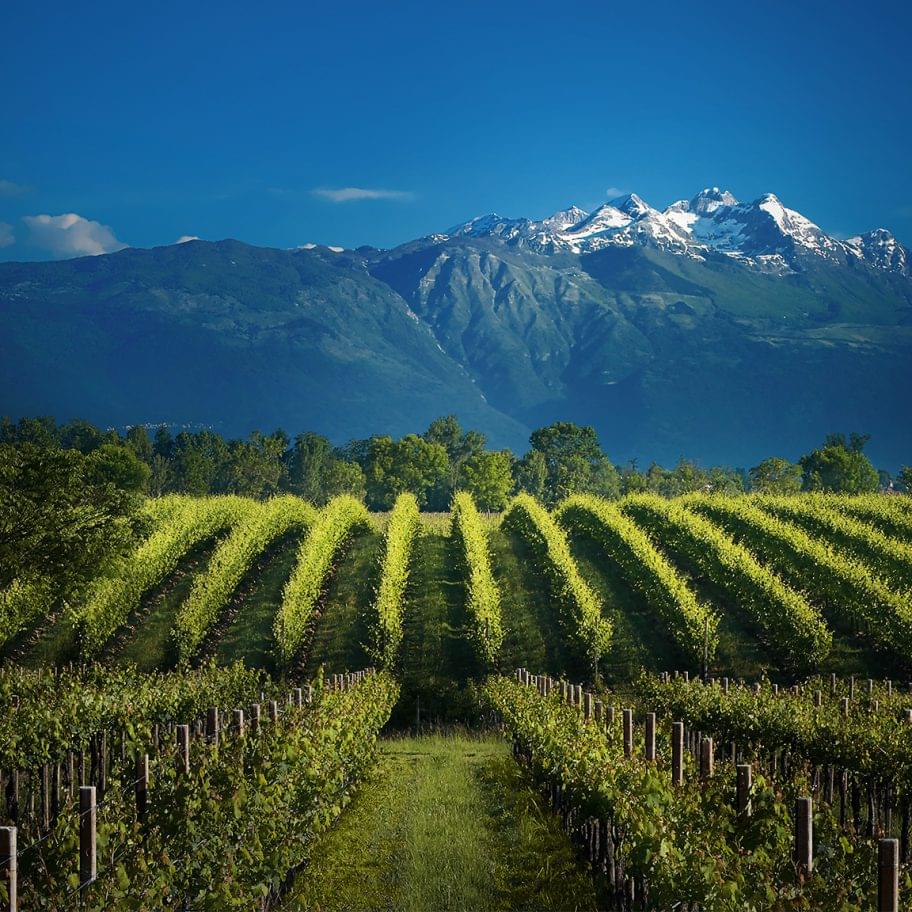 Prosecco | SevenFifty Daily