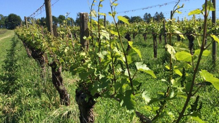 Examining the Effects of Vine Vigor on Grapes | SevenFifty Daily