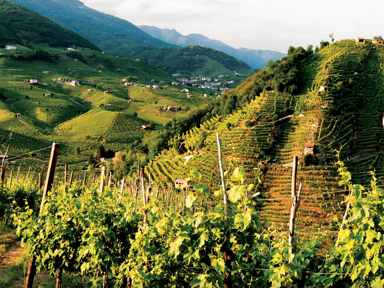 Bisol1542 | SevenFifty Daily