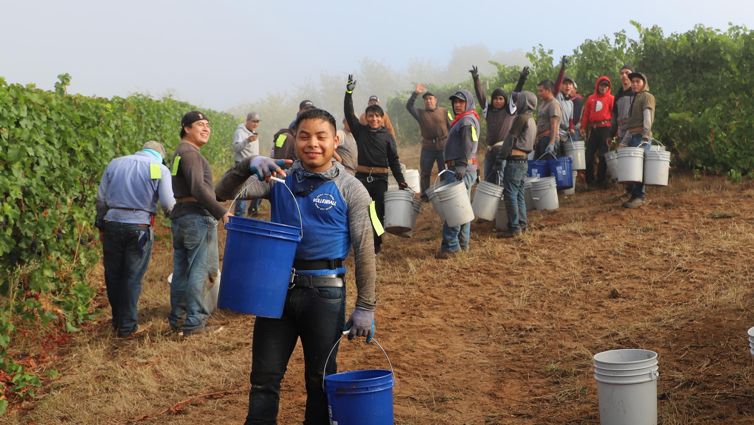 How Labor Challenges Affected the 2019 Grape Harvest | SevenFifty Daily