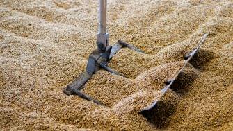 The Truth about Barley’s Role in Whiskey | SevenFifty Daily
