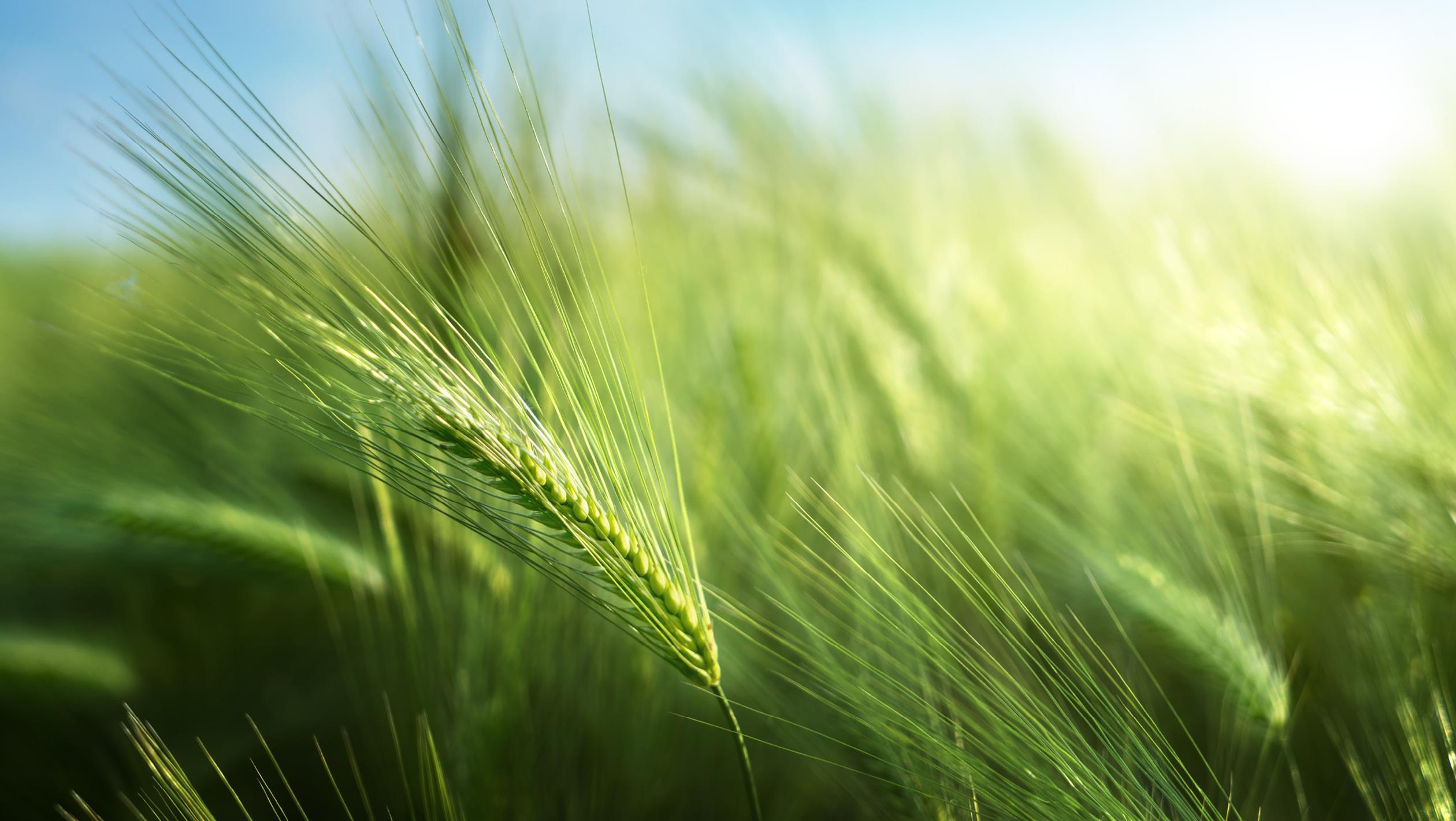 The Truth about Barley’s Role in Whiskey | SevenFifty Daily