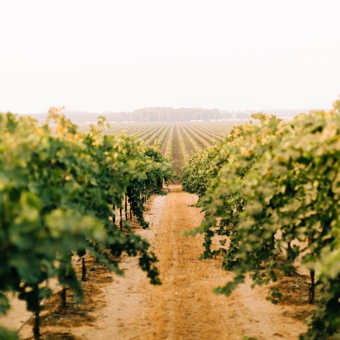 McManis Family Vineyards | SevenFifty Daily