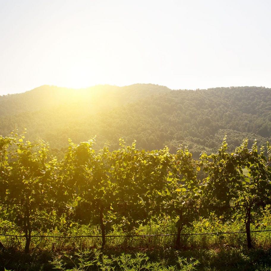 Virginia Wine | SevenFifty Daily