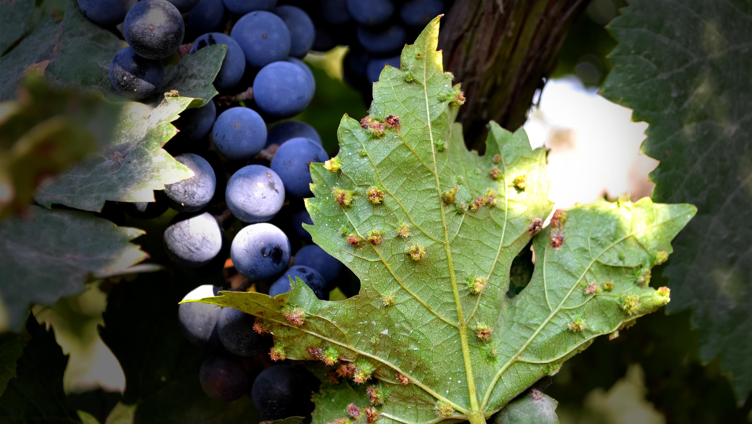 Walla Walla Confronts Phylloxera | SevenFifty Daily