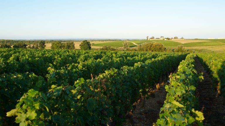 7 Things You Should Know About the Médoc | SevenFifty Daily