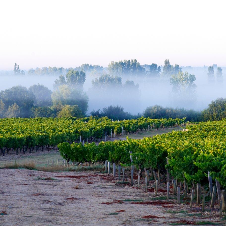 Médoc | SevenFifty Daily