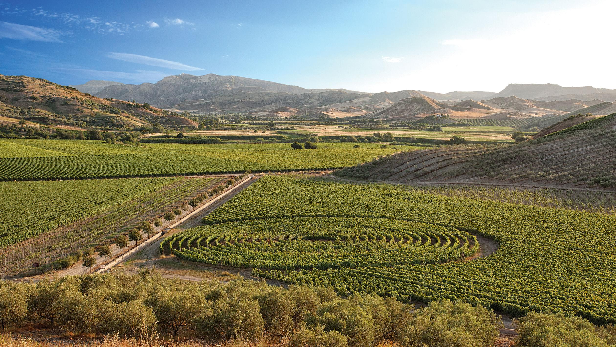 A Wine Renaissance in Calabria | SevenFifty Daily