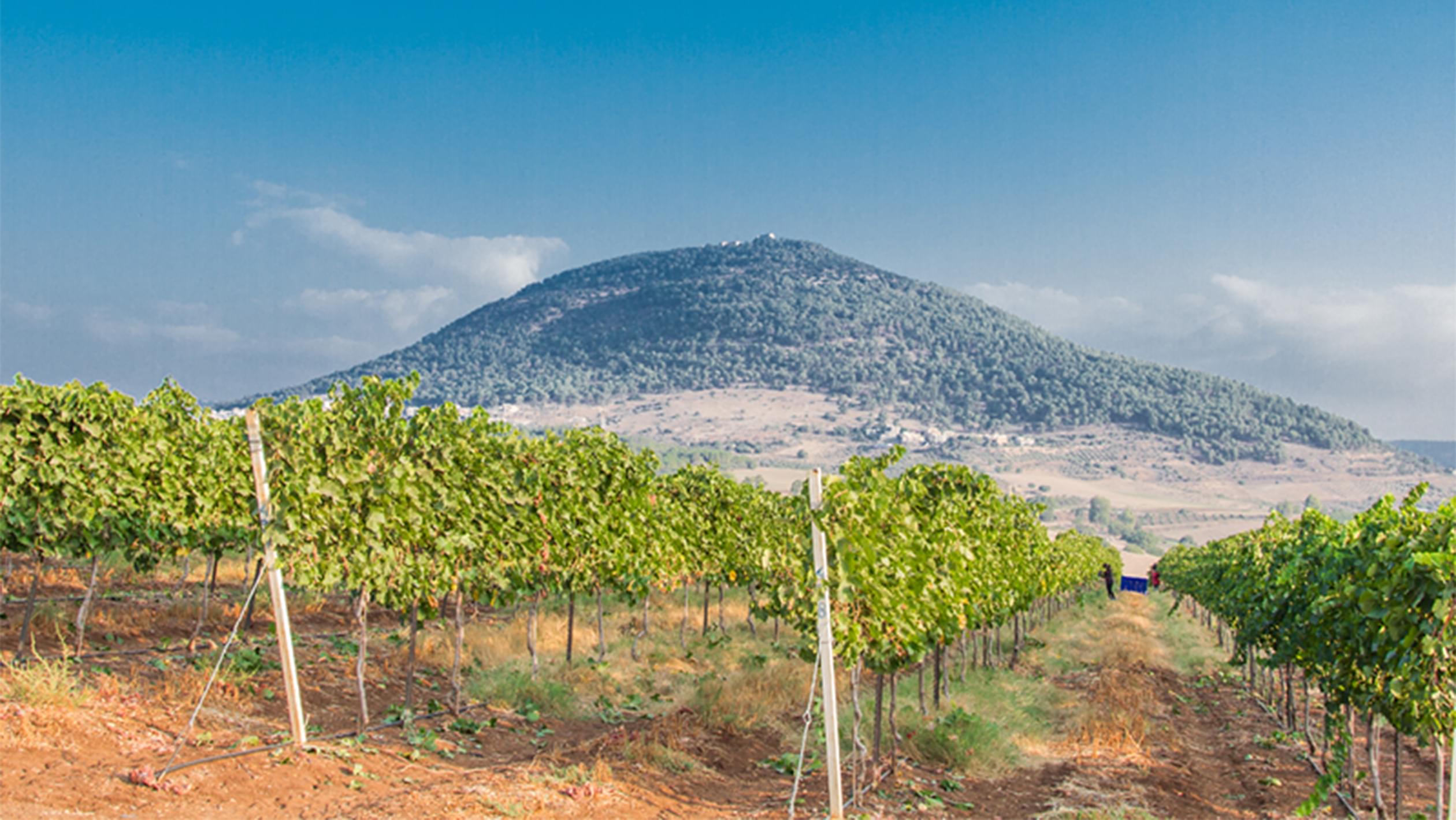 What’s Next for Israeli Wine? | SevenFifty Daily