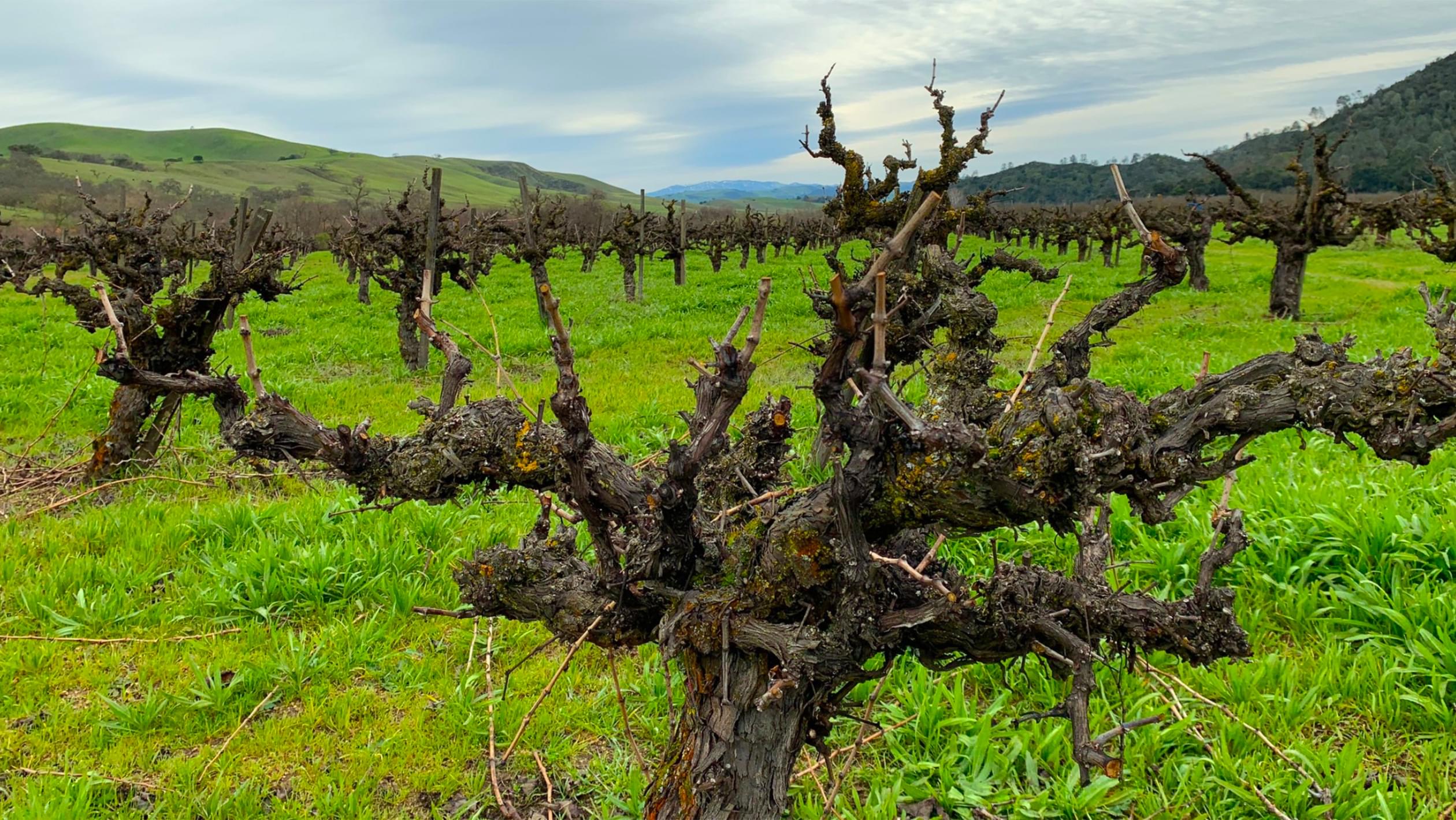 small and small vineyard