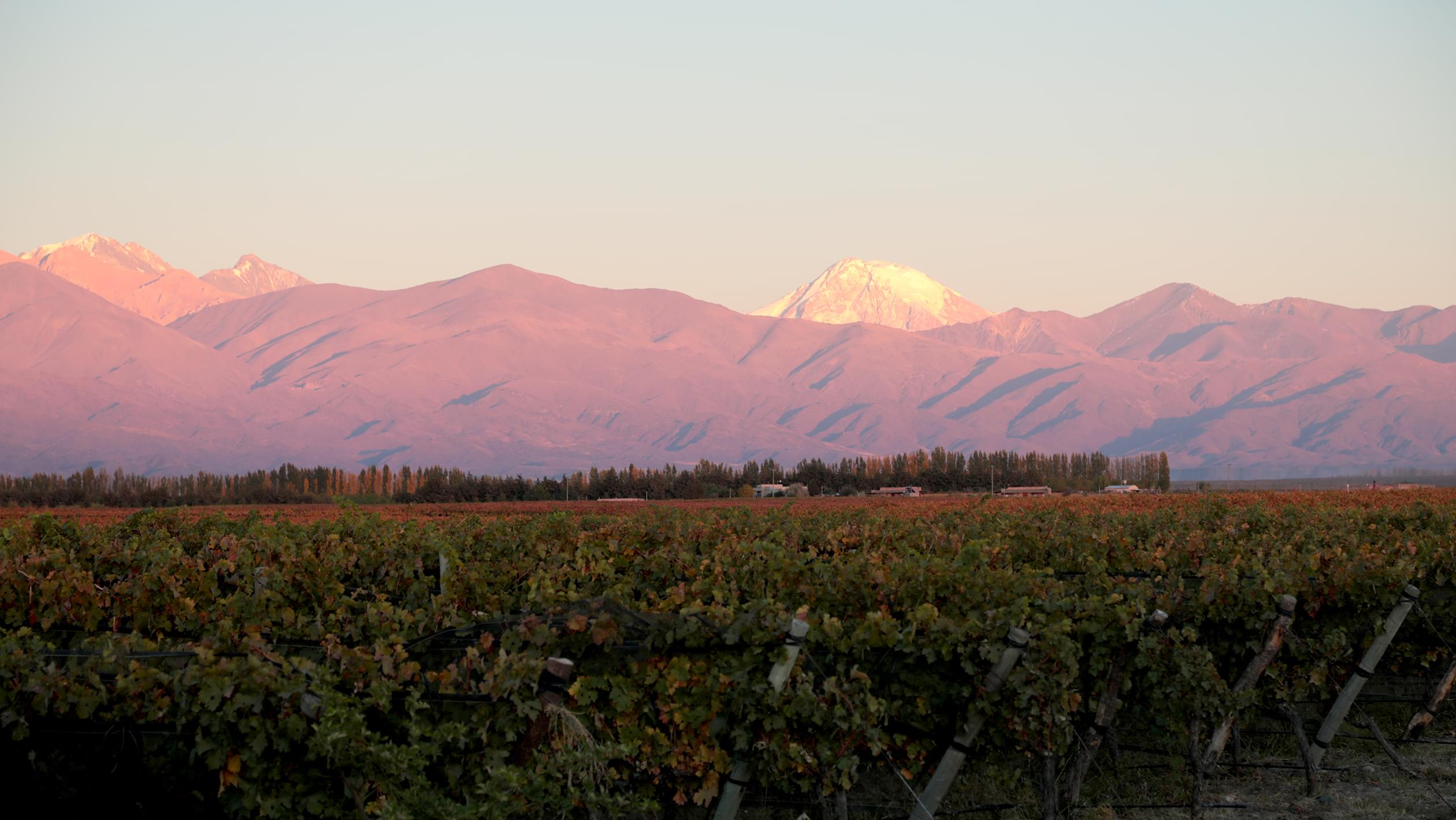 How Winemakers Are Adapting to Changing Winds | SevenFifty Daily