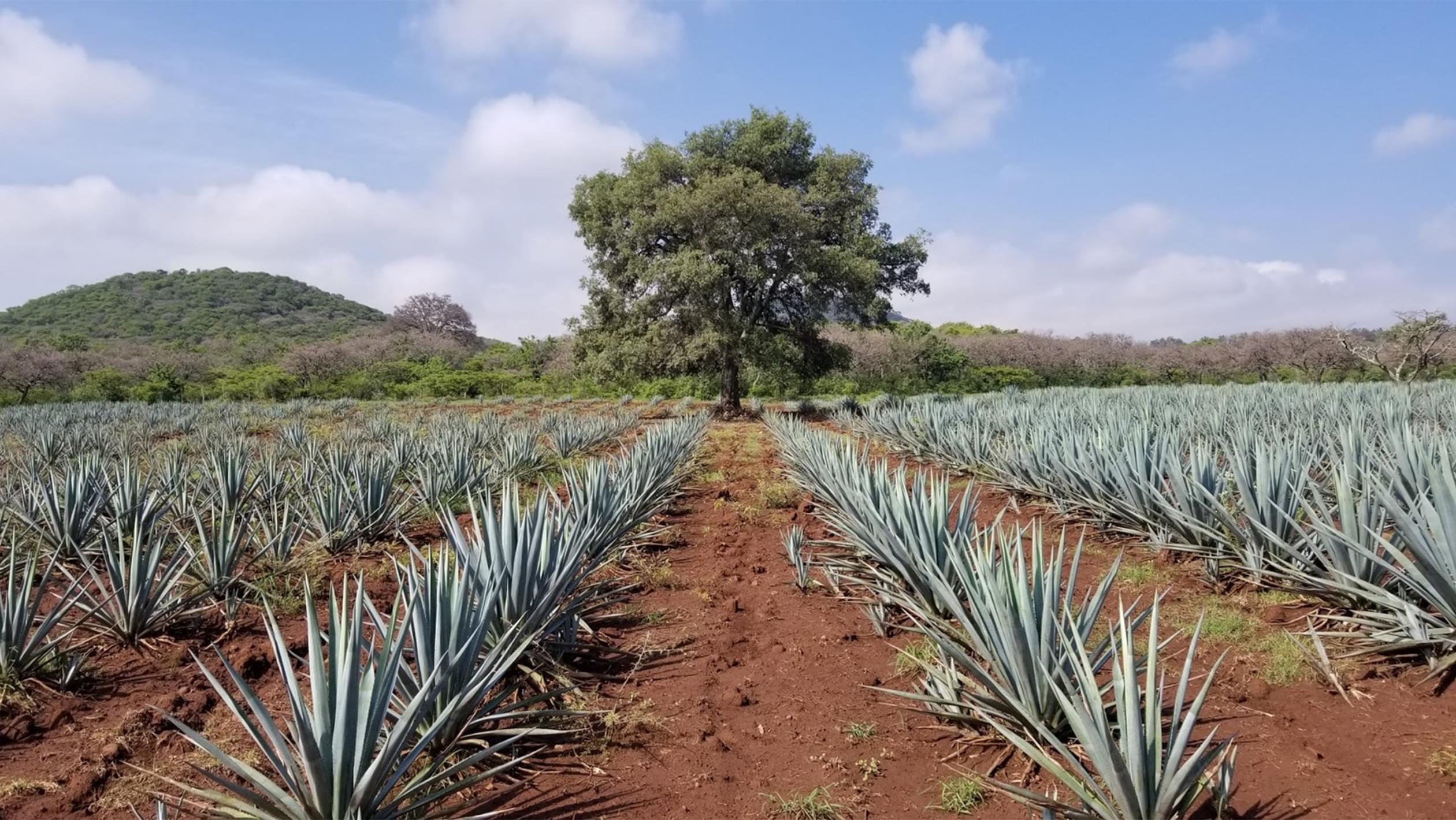 Amidst Mainstream Growth, Some Tequila Producers Are Sticking to Their ...