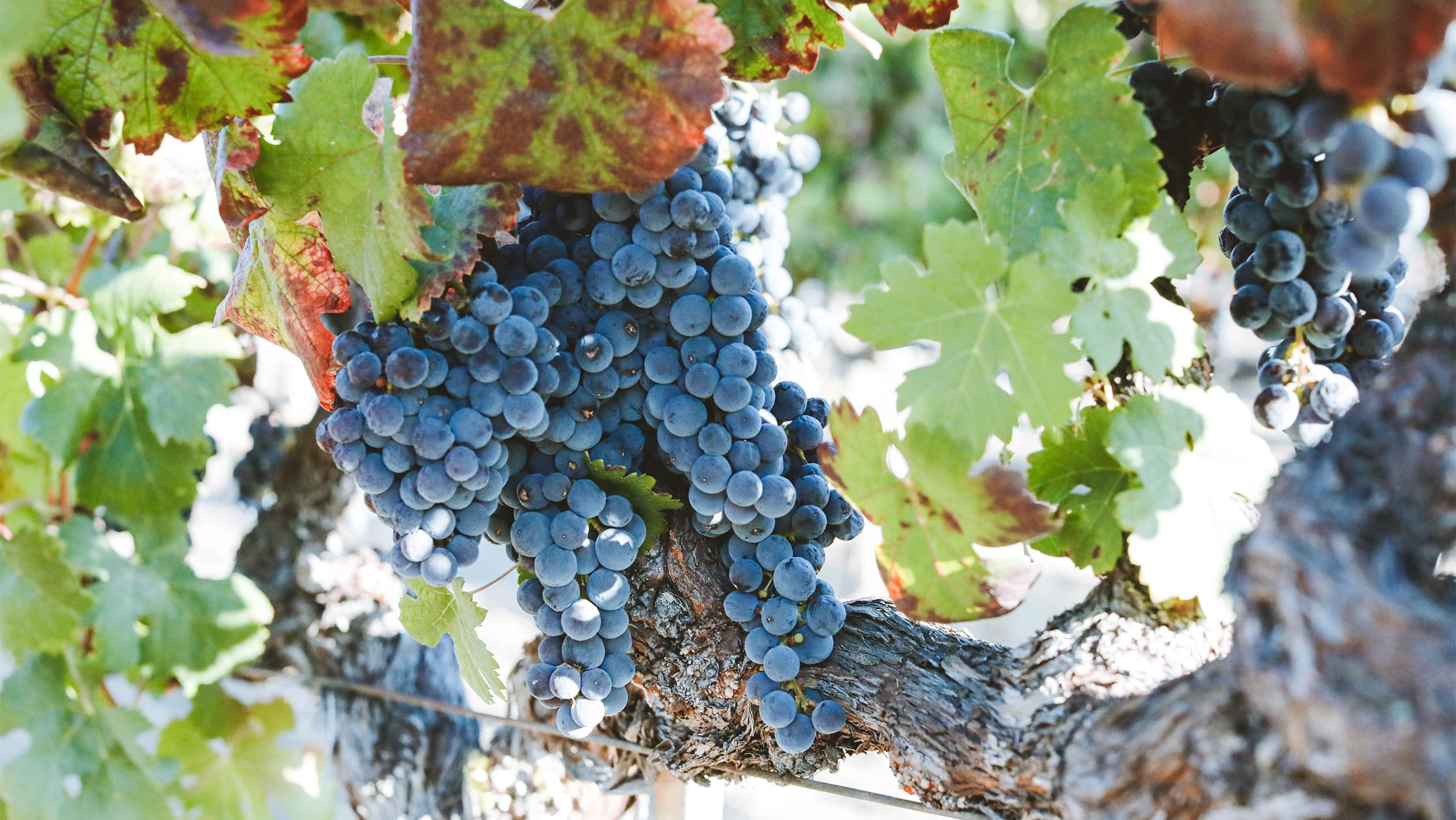 The New California Merlot Crisis | SevenFifty Daily