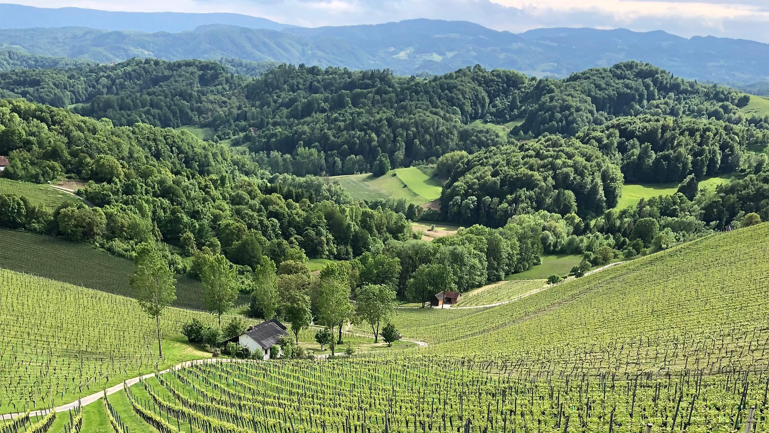 Is Styria About to Have a Breakout Moment in the U.S.? | SevenFifty Daily