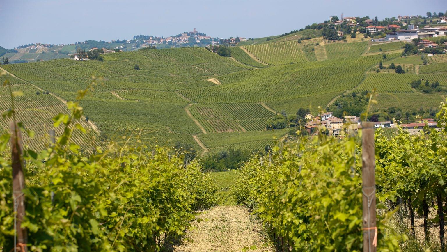 Italy’s Unexpected New Hub for High-Quality Riesling | SevenFifty Daily