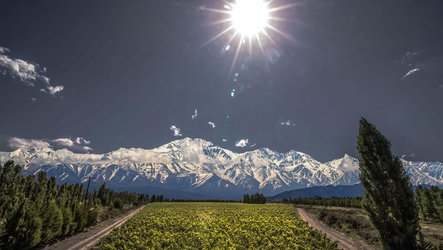 The Science Behind UV Light in Vineyards | SevenFifty Daily