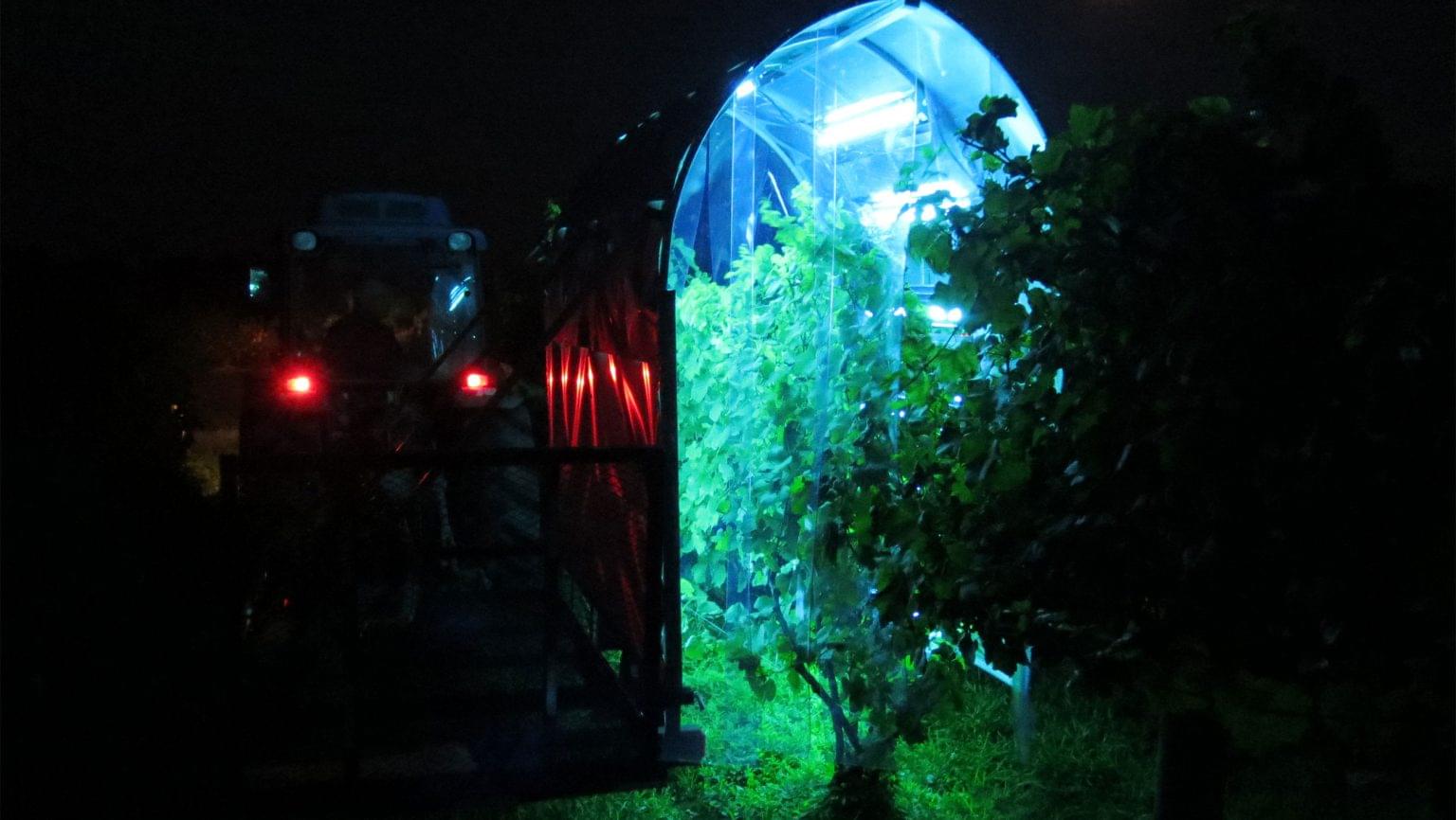 The Science Behind UV Light in Vineyards | SevenFifty Daily