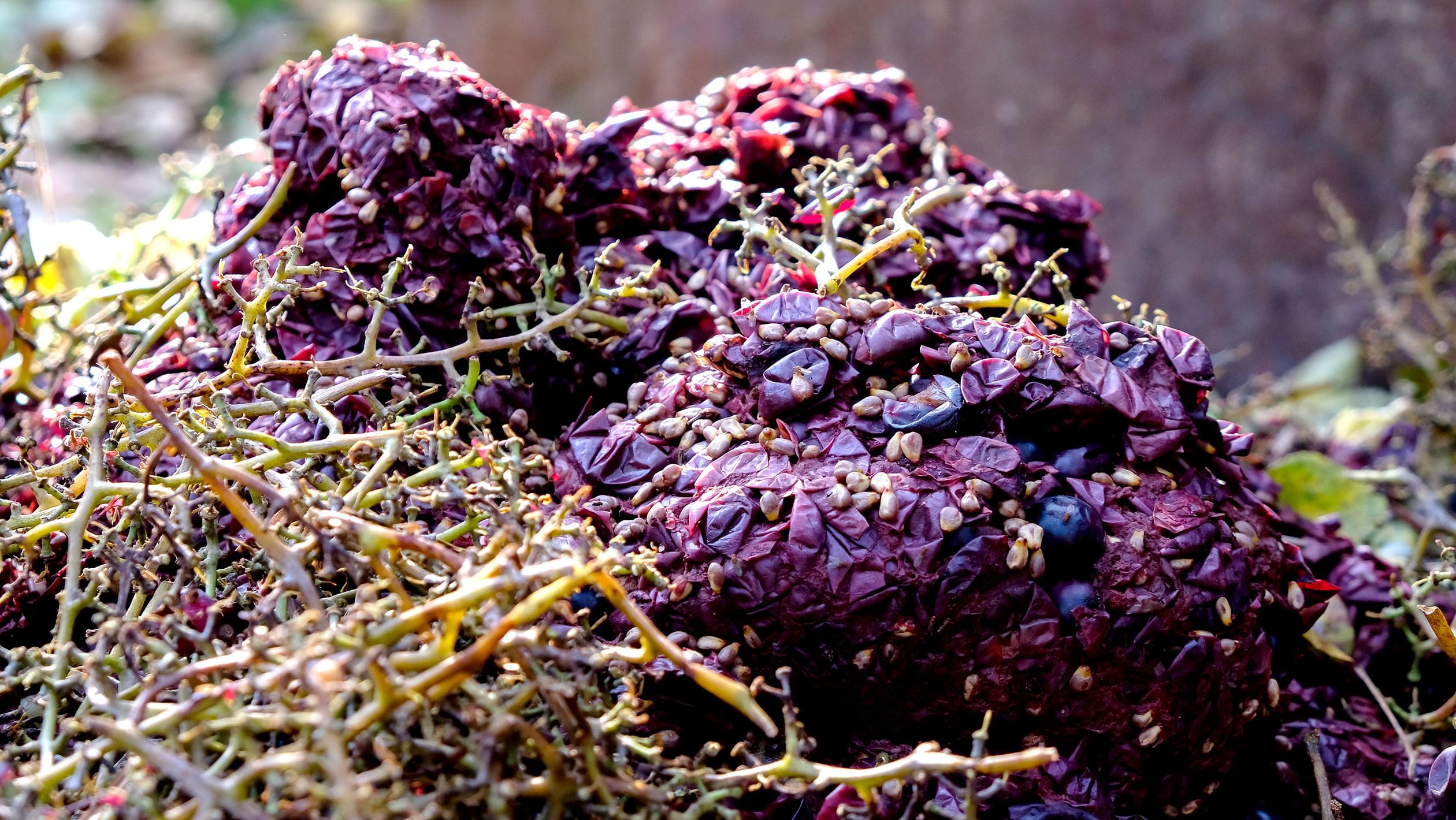 Winemakers Are Reimagining Grape Waste as a Resource | SevenFifty Daily
