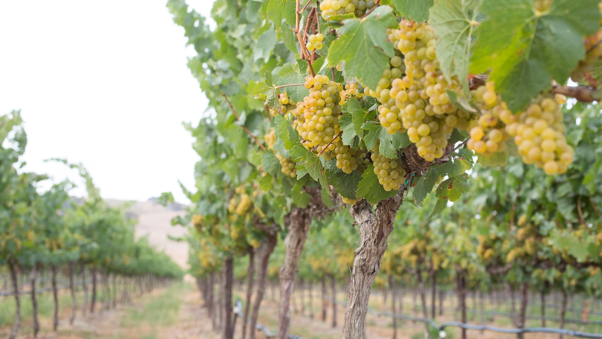 How the Wente Clone Came to Define California Chardonnay | SevenFifty Daily