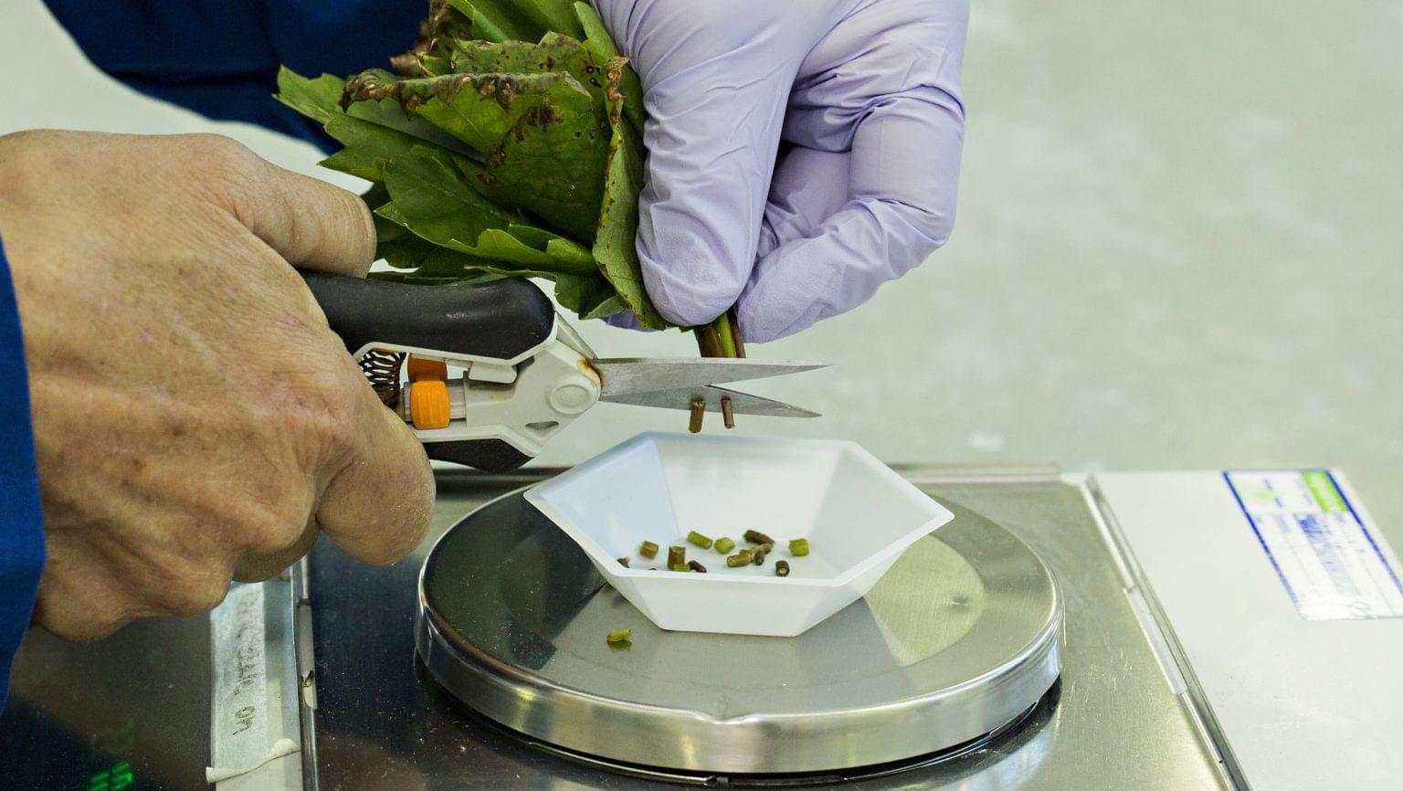 Could Gene Editing Create More Disease-Resistant Grape Varieties ...